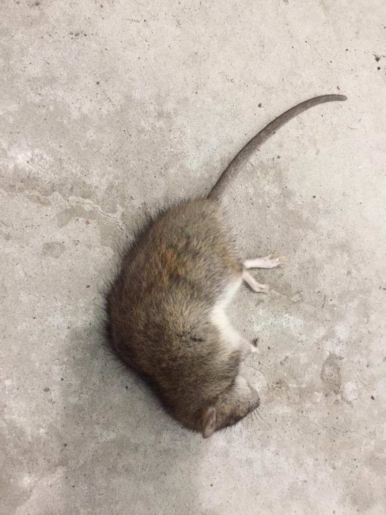 How to Get Rid of Mice in Basement Insulation? - BBPP Pest Control